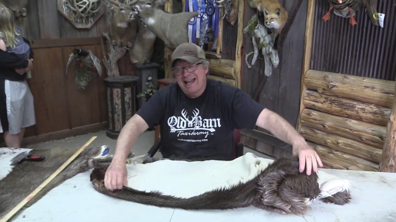 Tanned Whitetail Deer Cape For Sale OBT1166 7 1/2" X 22" - YouTube