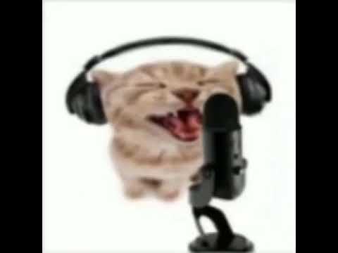 cat rapping - YouTube