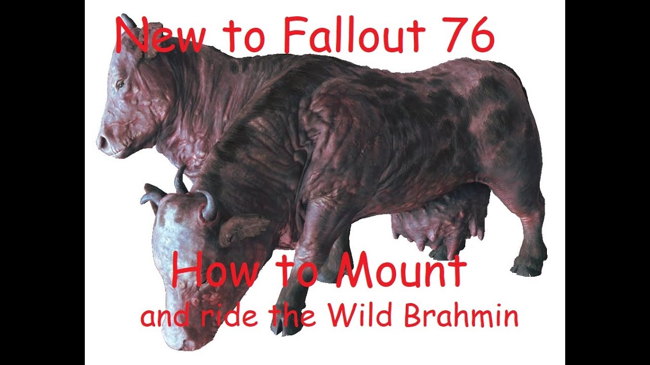 New to Fallout 76 How to mount and ride the Bucking Brahmin - YouTube