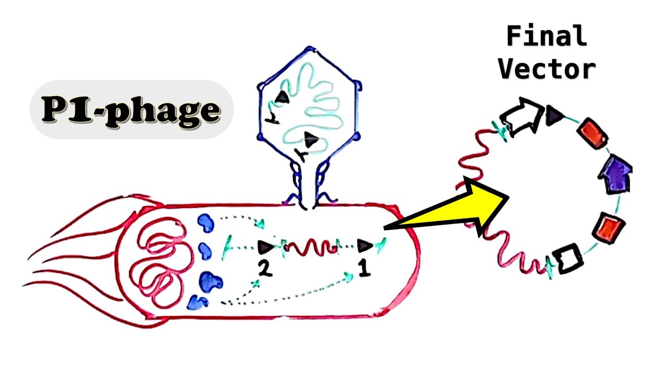 P1 Phage and PAC cloning vector - Pac sites, Cre-loxP, and SacB ...