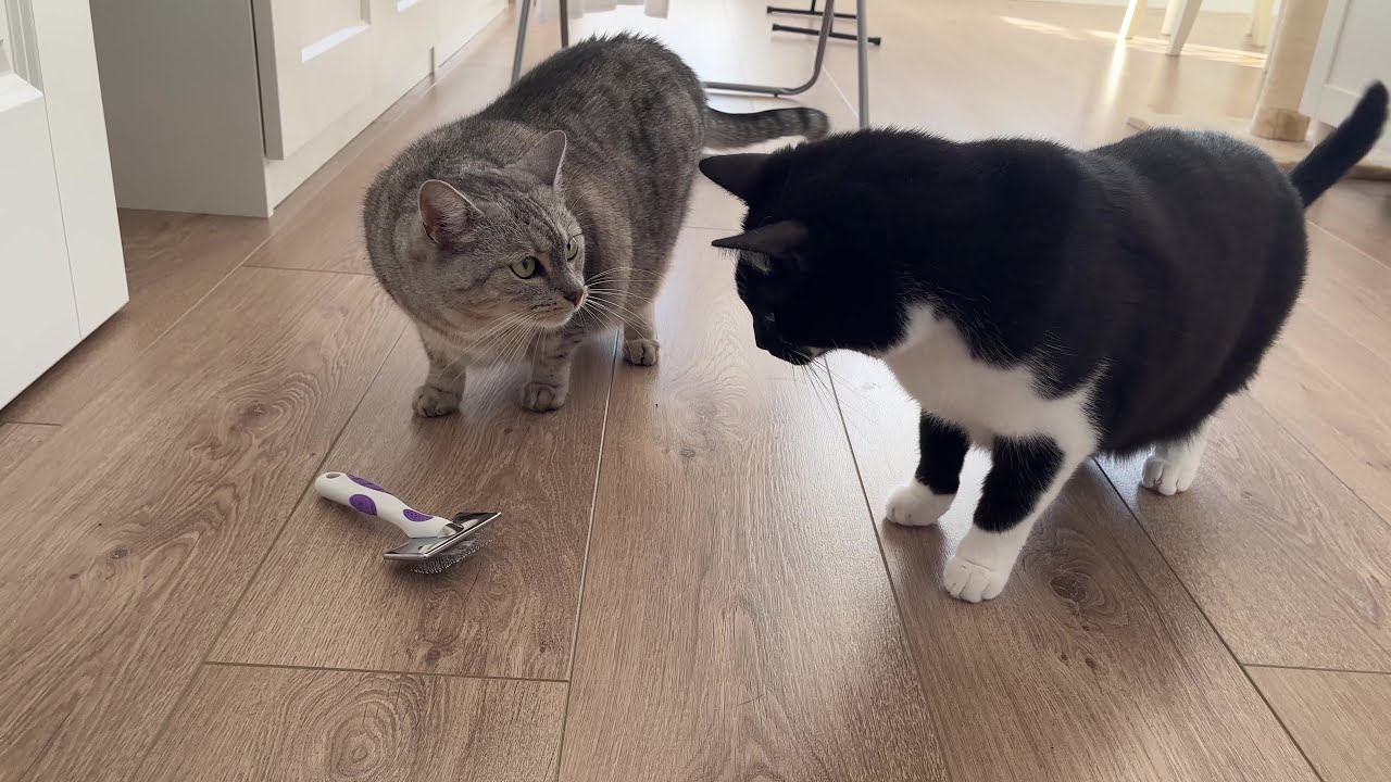 Opposite cat brushing personalities - YouTube