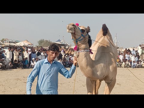 Asia Ka Sab Se Bara Ounton Ka Mela | Hotinfo