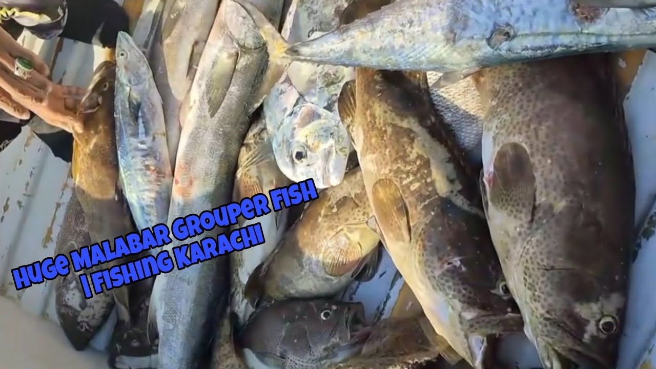 Huge Malabar Grouper Fish | Fishing Karachi - YouTube
