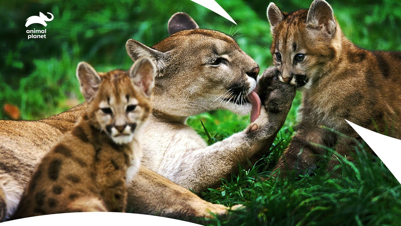 The Fierce Love of a Mama Puma to Feed Her Adorable Puma Cubs | Wild ...