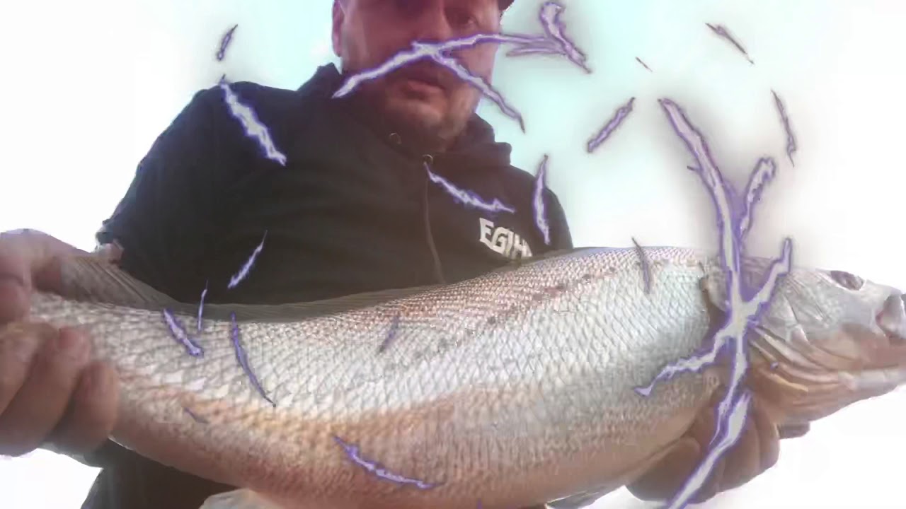 Mulloway Jewfish Fishing - YouTube