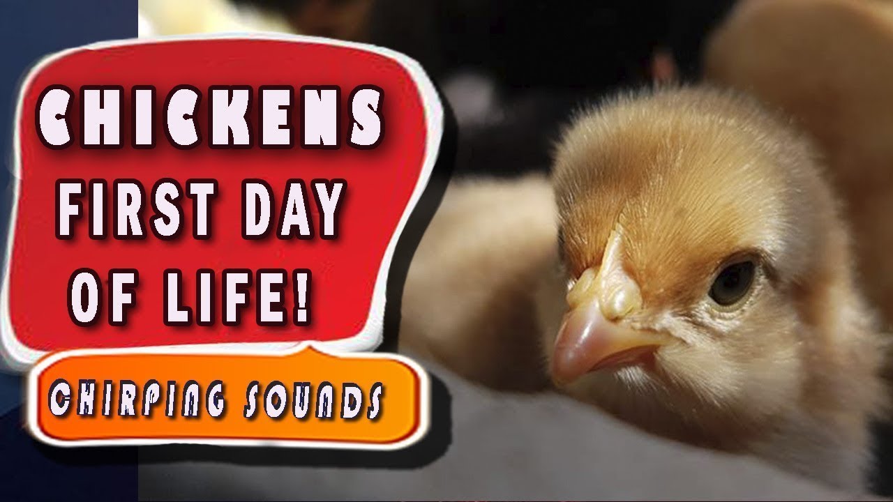 Sounds of chickens. Baby Chicks Chirping Sounds. 10 Hours - YouTube