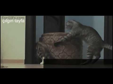 Gülmekten Çatlayacağınız  Komik Videolar 2018