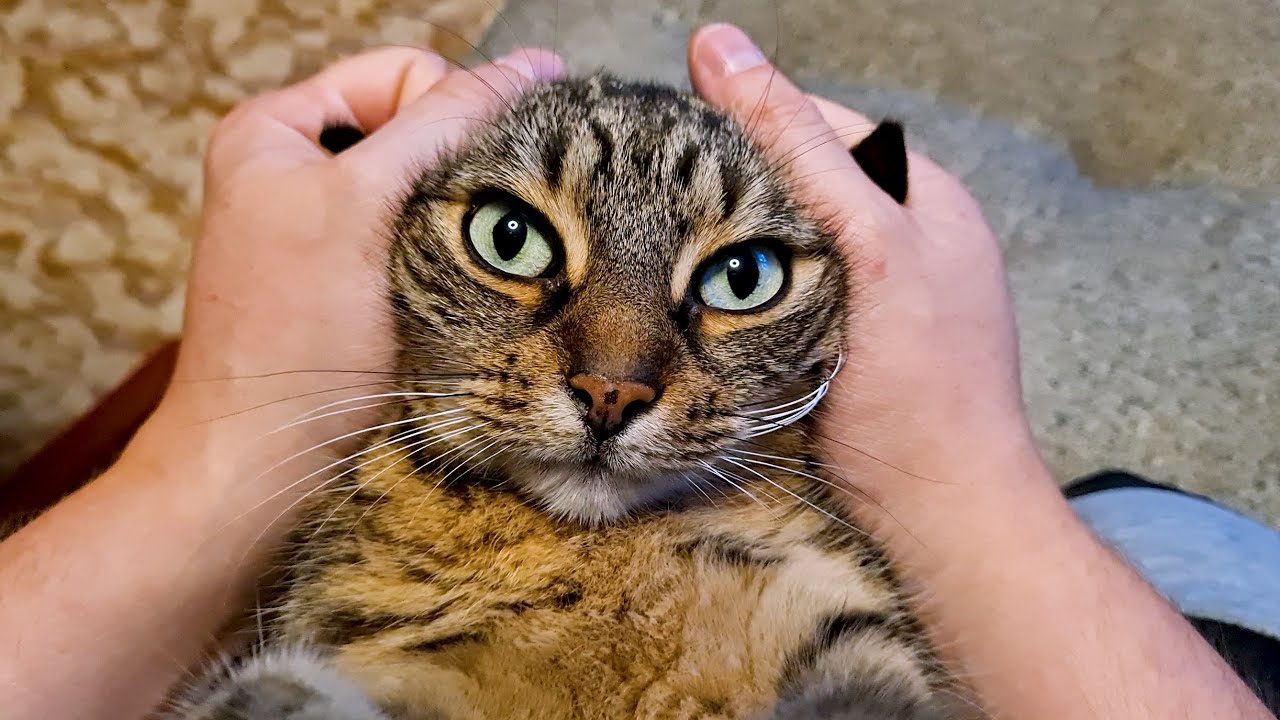 Don't bite me or I'll rip your ears off - YouTube