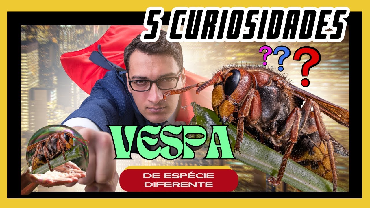 5 curiosidades interessantes sobre Vespas de espécies diferentes. - YouTube