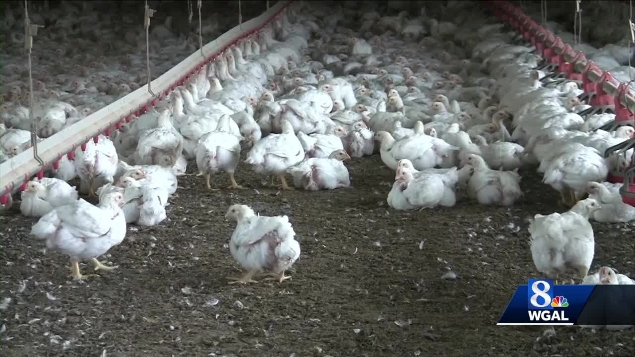 Bird flu case found in Lancaster County, Pennsylvania - YouTube
