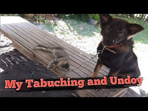 Cat and Dog Moment ||Tabuching and Undoy!||Inday Tv - YouTube