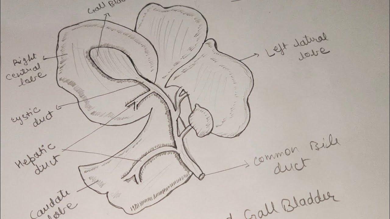 Liver And Gall Bladder Of Rabbit. Diagram Of Liver of Rabbit.#rabbit# ...