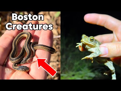 Uncovering Hidden Creatures in Boston and Texas! Snakes, Toads, and ...