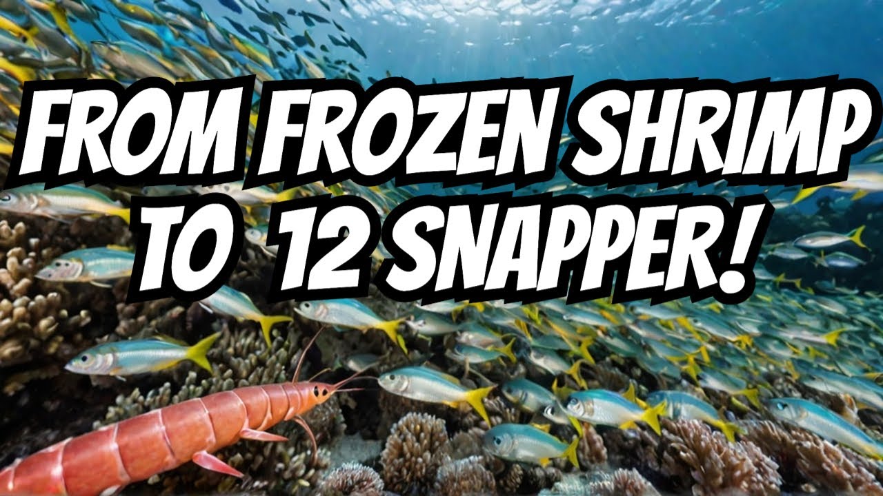 Frozen Shrimp: The Secret to Catching Yellowtail Snapper - YouTube