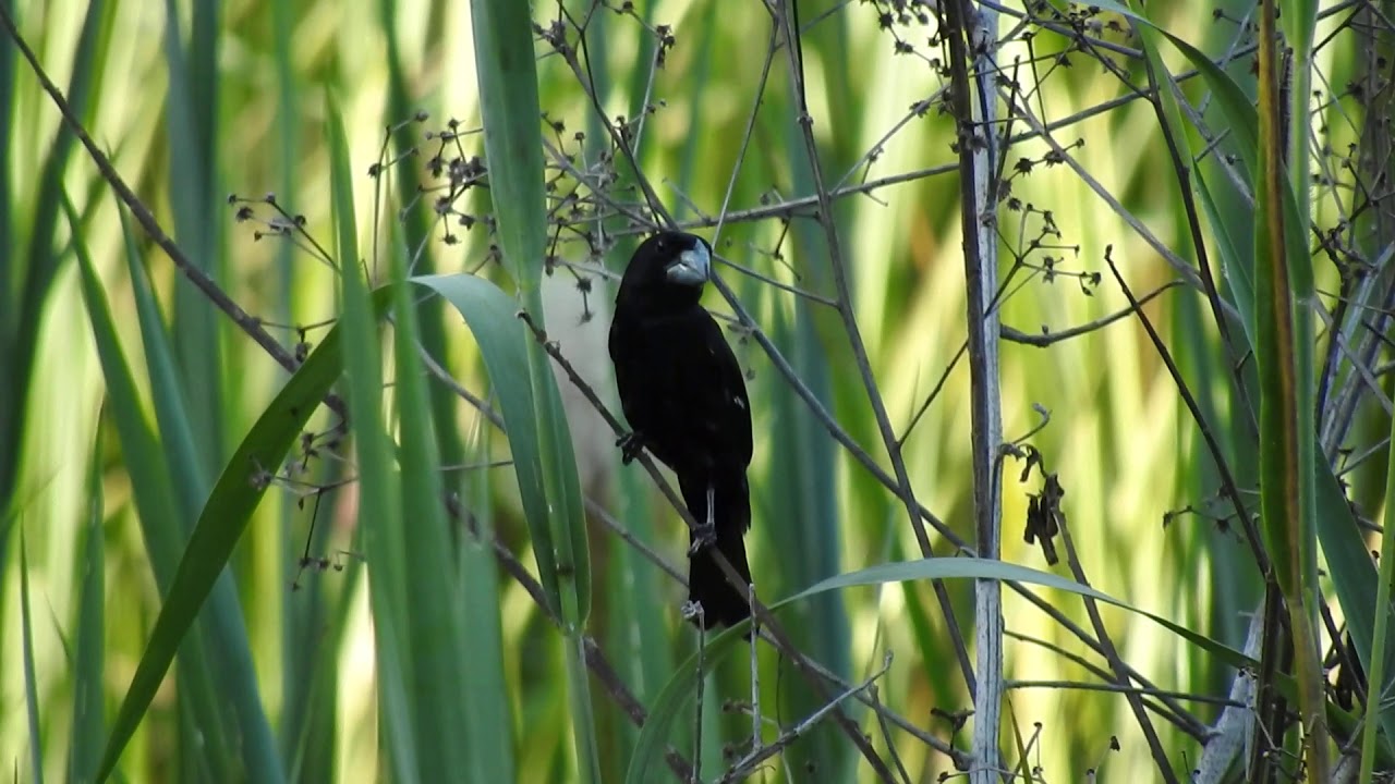 Monitoramento de bicudos selvagens pelo WAITA (Bicudo macho) - YouTube