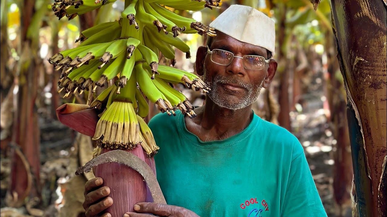 @BananaHouse1 बनाना हाऊस टीशुकल्चर केळी रोपांच खोडवा व्यवस्थापन What is ...