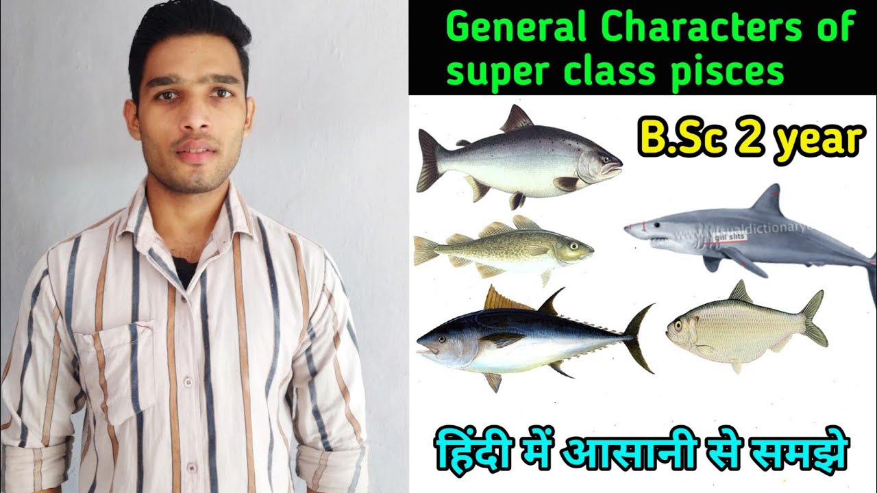 General characters of superclass pisces || BSc 3rd Year Zoology 5th ...
