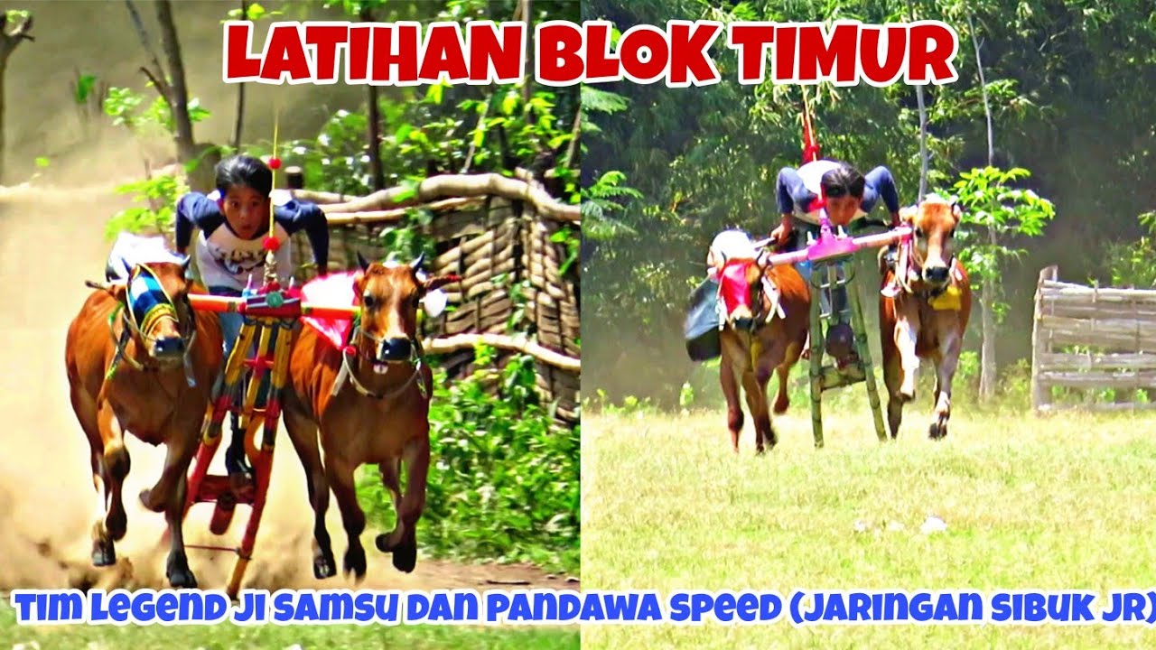 LATIHAN KERAPAN SAPI BLOK TIMUR || JI SAMSU & PANDAWA SPEED - YouTube