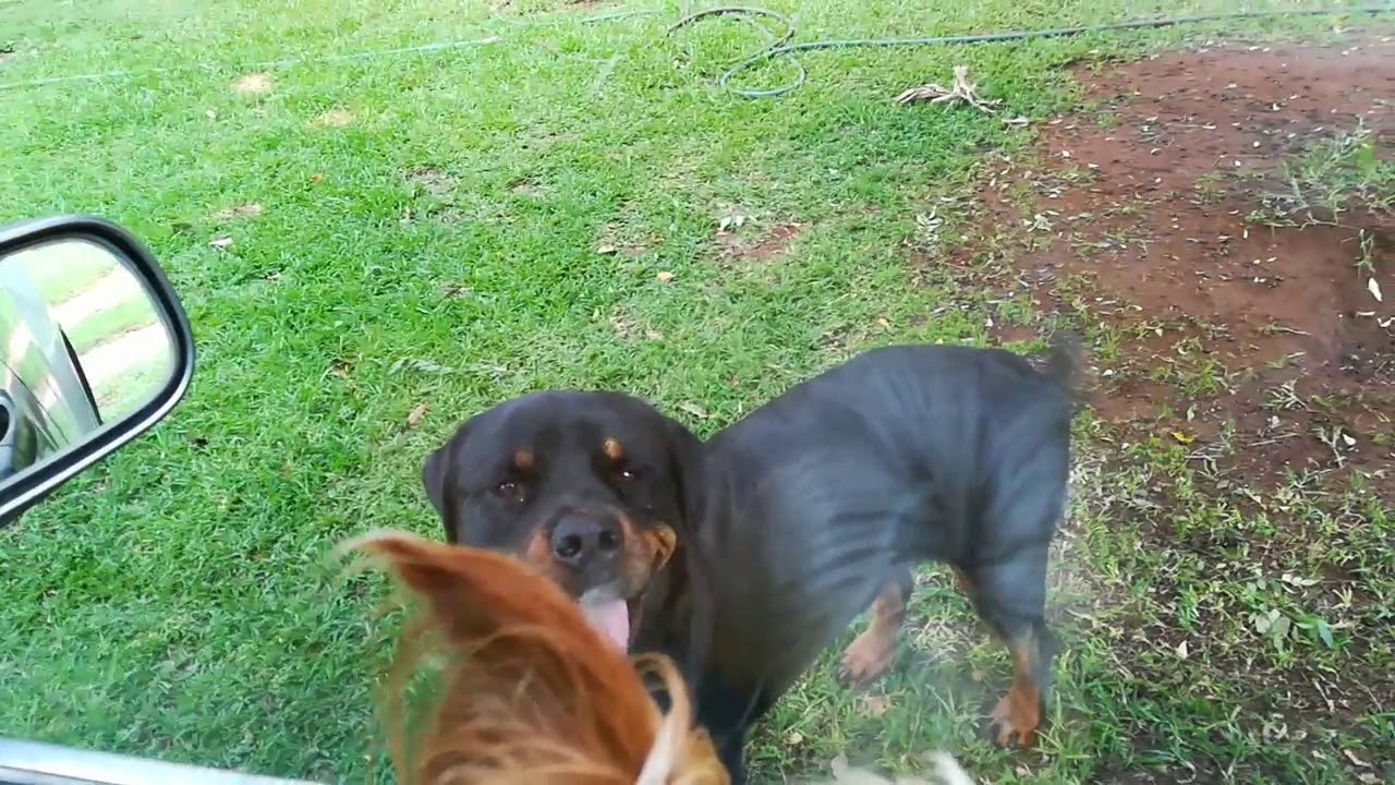 Yorkshire terrier vs Rottweiler - YouTube