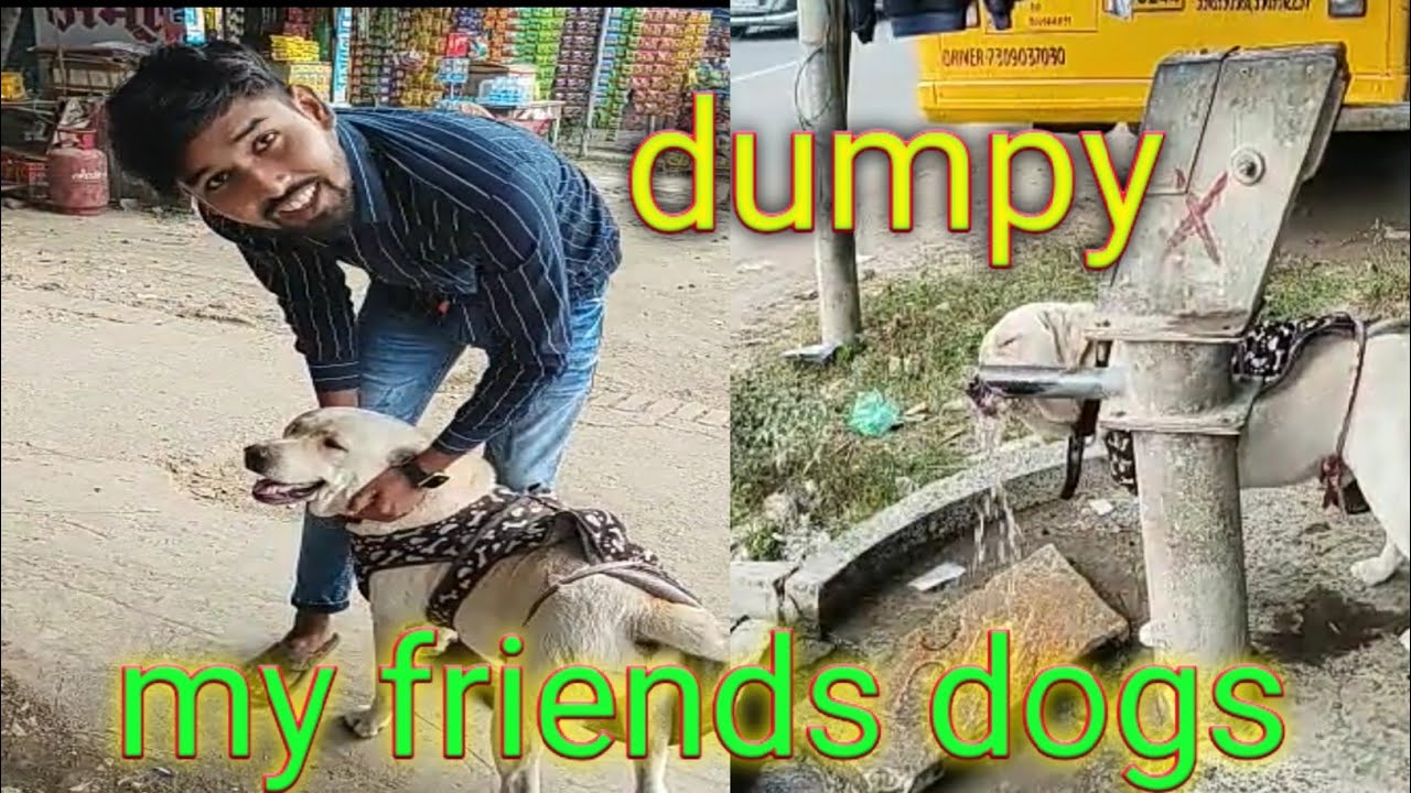 #youtubevideo my friend dogs dumpy subscribe my channel - YouTube