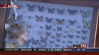 Monarch Migration Days at the Butterfly Gardens of Wisconsin