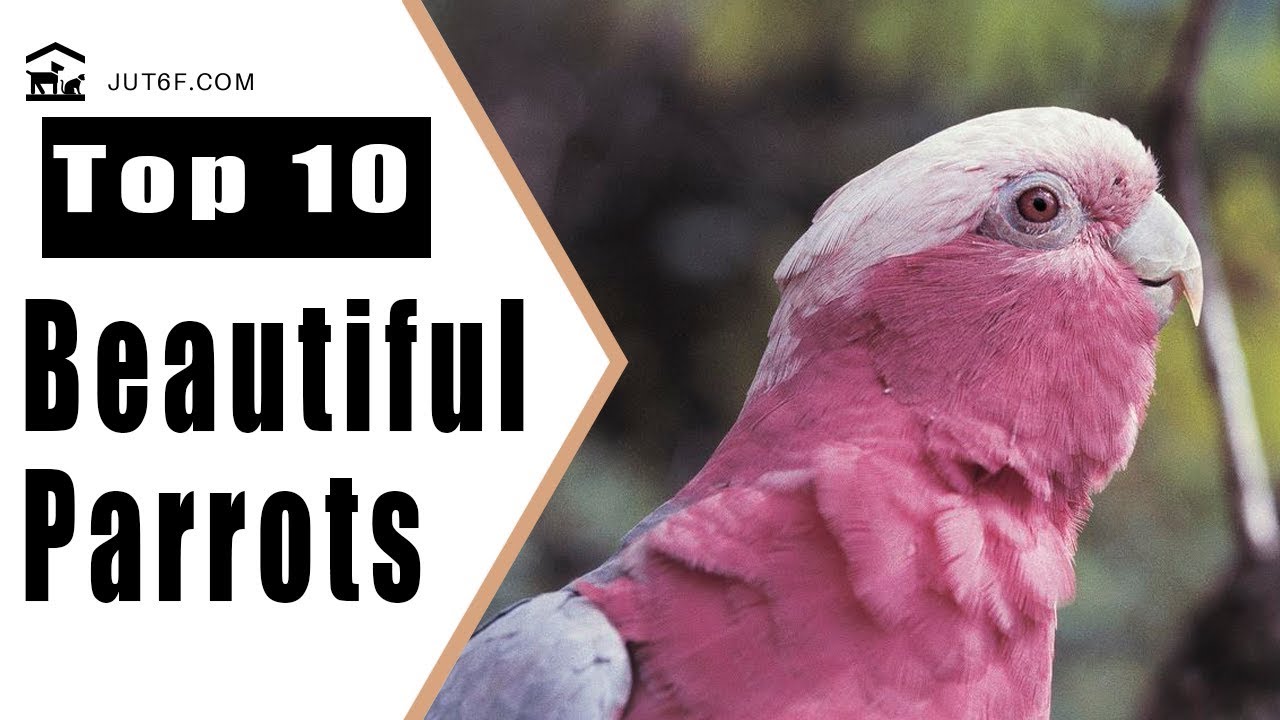 Beautiful Birds Videos - Top 10 Most Beautiful Parrots In The World ...