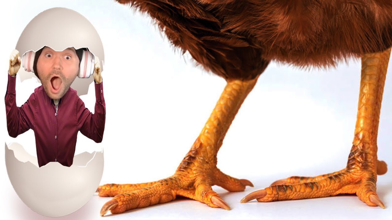 The Most Angry Chicken Alive - YouTube