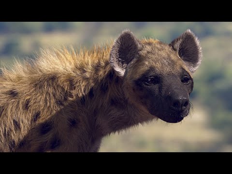 SIRTLAN SESİ (HENNA VOICE)