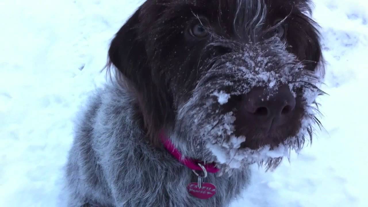 Estella (Wirehaired Pointing Griffon) in the Snow - 5 Months - YouTube