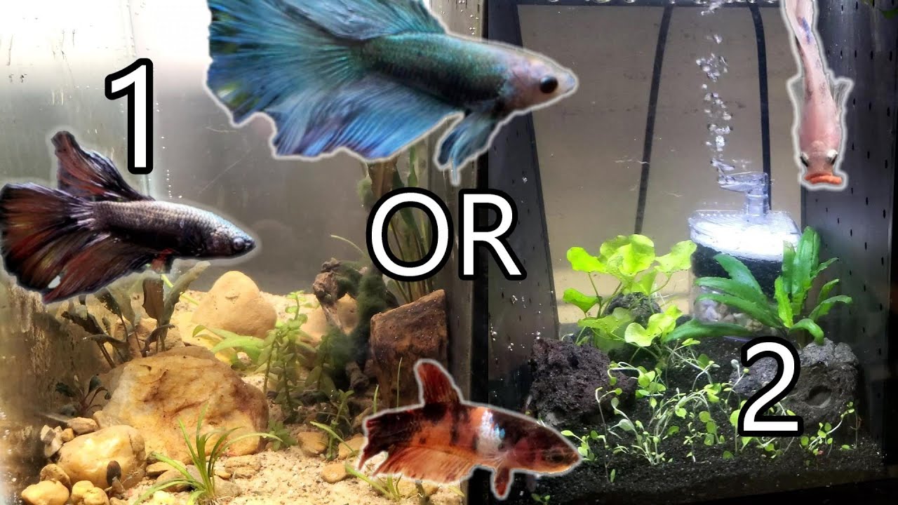 Two NEW Divided Betta Aquariums - YouTube