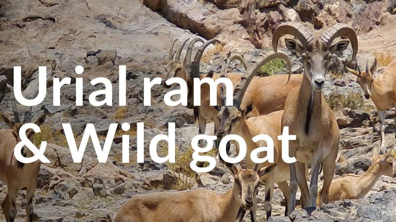 Urial ram and wild goat together in Khar Turan National Park - YouTube