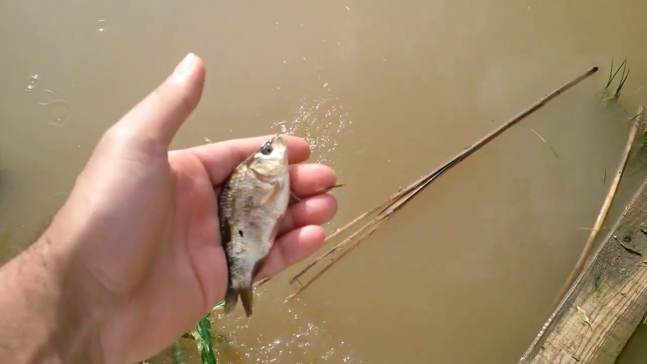 Putting a Fish Back After Flooding || ViralHog - YouTube