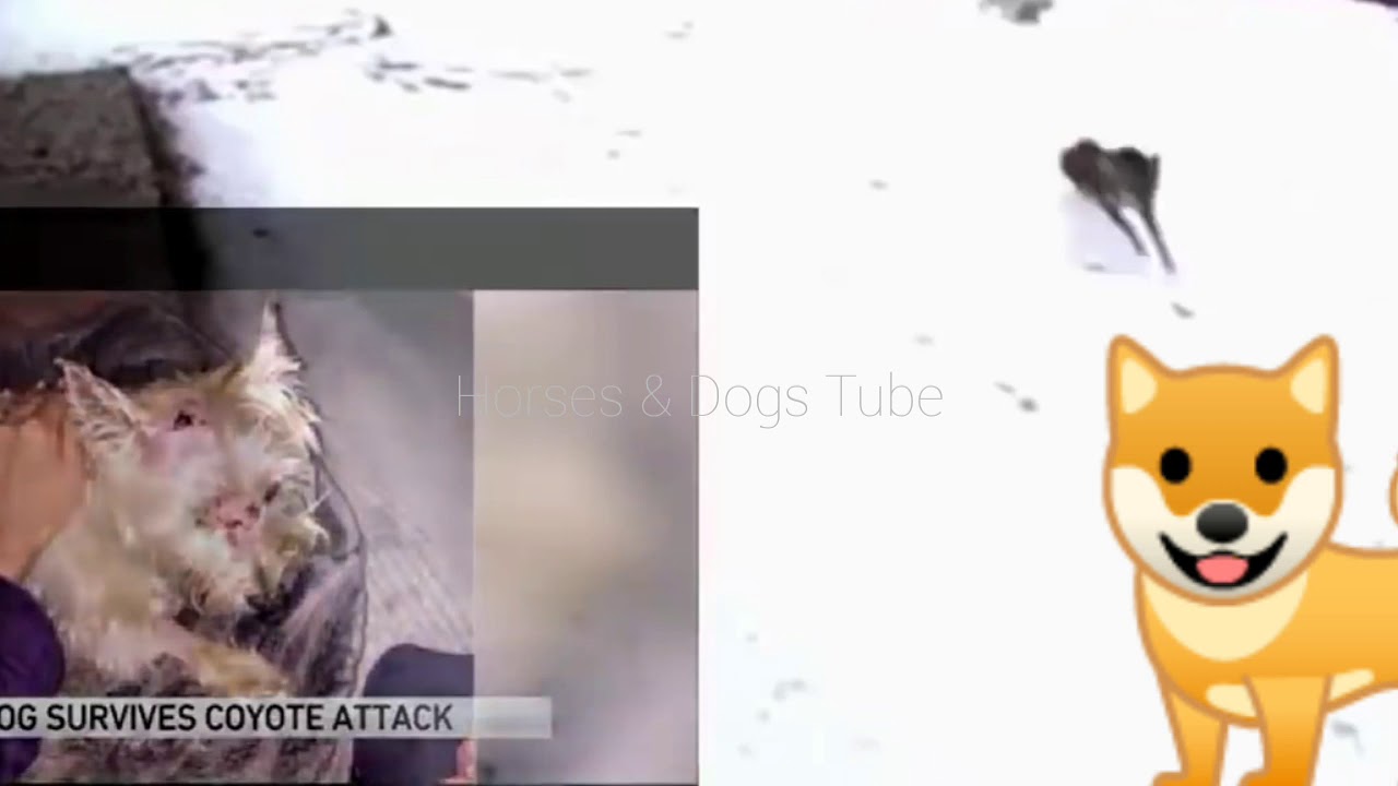 Wolf Attacks Caught on CCTV / Wolf Attack Dogs - YouTube