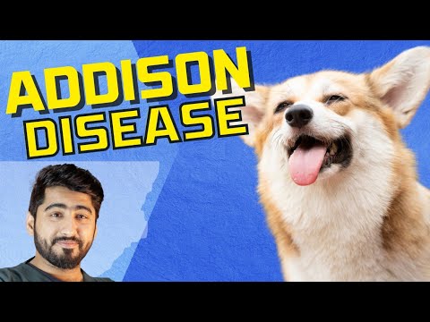 Addison's in Dogs: Causes, Diagnosis, and Treatment - اردو / हिंदी ...