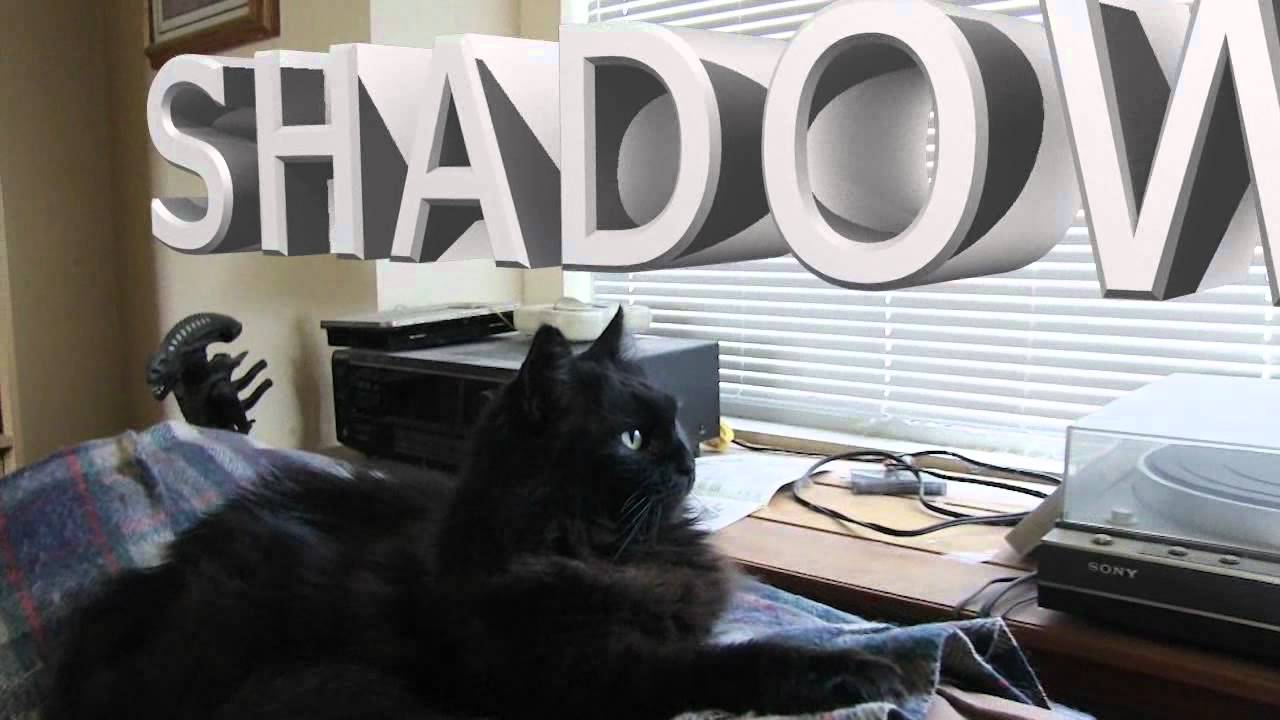 Shadow the Cat - YouTube