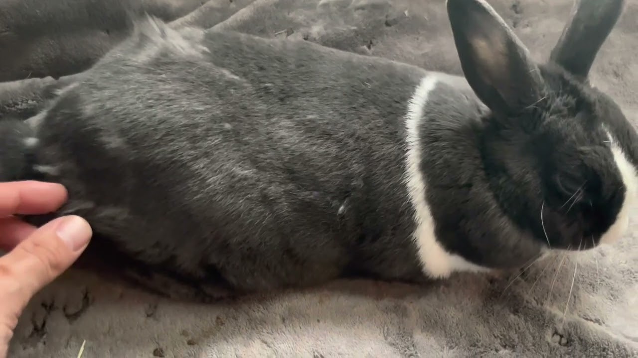 Trying to Pull Twinkle’s Loose Fur Out Without Her Noticing - YouTube