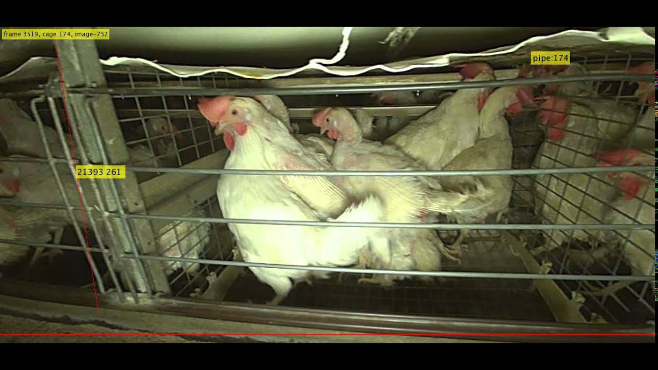 24-06-2015_14-07-59_2_Cage_173 - YouTube