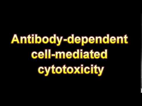 What Is The Definition Of Antibody dependent cell mediated cytotoxicity ...