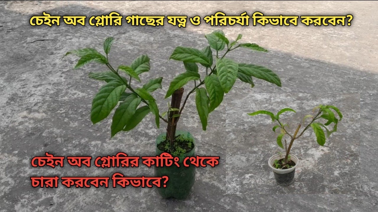 Clerodendrum smithianum | Chain Of Glory Plant Care. - YouTube