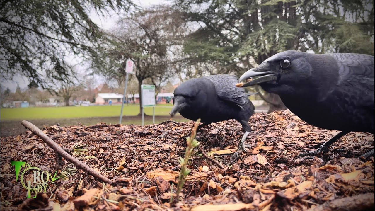 Crow Cam: Mulch Mountain - YouTube
