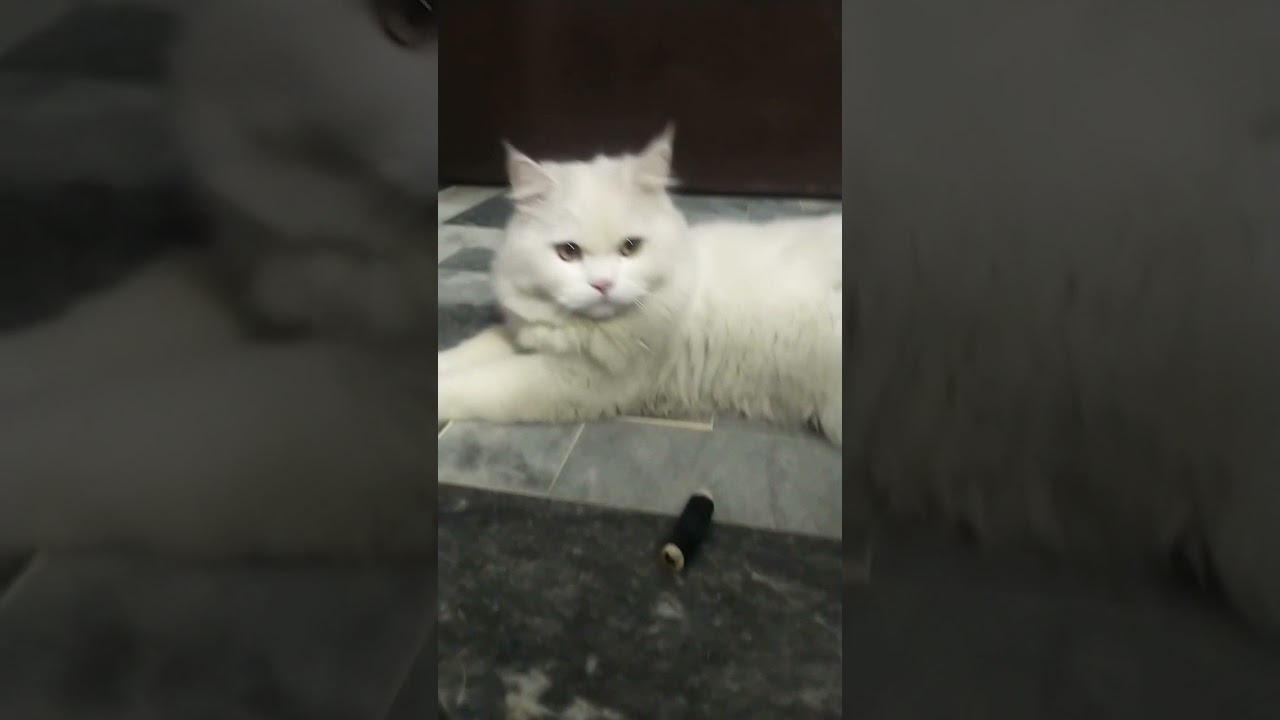 cherry & gugu cats ️ - YouTube