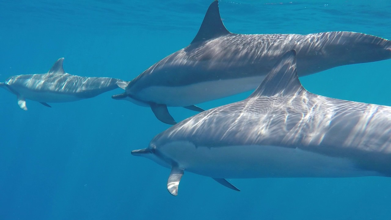 dolphin connection labor and birth - YouTube