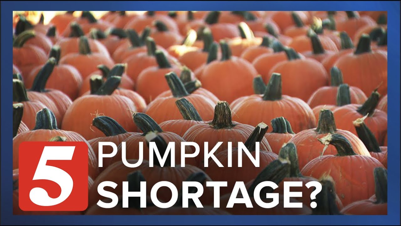 Lack of rain impacting pumpkin crops for farmers in Tennessee - YouTube
