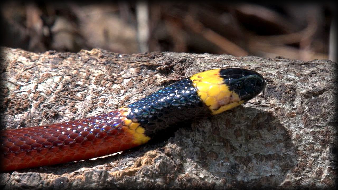 Coral Snakes 06 Time Lapse - YouTube