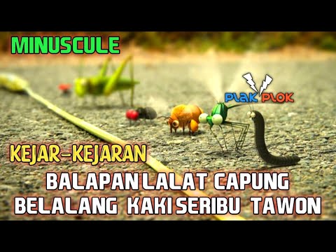 kocak balapan hewan lucu lalat,tawon,belalang,kumbang,dan kaki seribu, ngakak banget || plok plok
