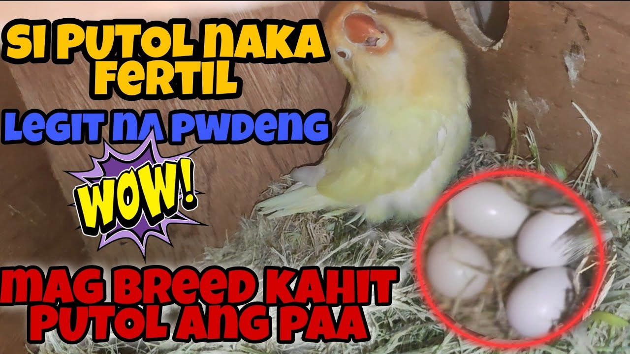 CREAMINO NA PUTOL ANG PAA NAKA FERTIL NA NG ITLOG LEGIT NA PWDENG MAG ...