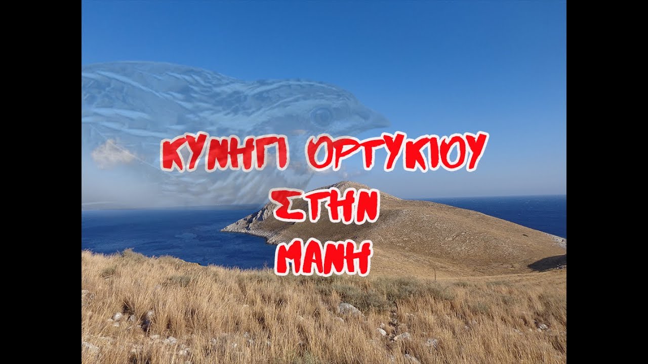 ΚΥΝΗΓΙ ΟΡΤΥΚΙΟΥ ΣΤΗΝ ΜΑΝΗ - YouTube