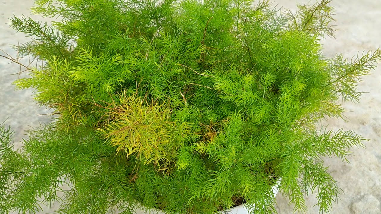 Sertulariidae | Air Fern Care | Houseplant Care | How To Grow Ferns ...