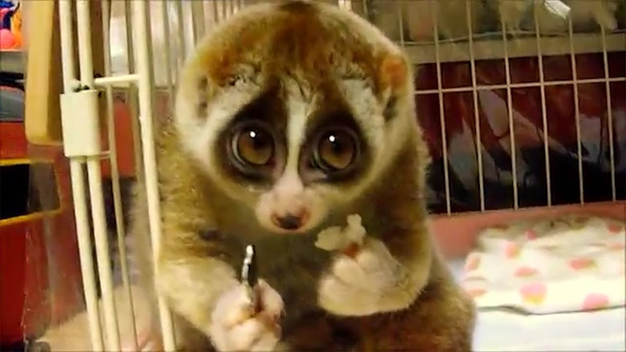 Slow Loris Teeth