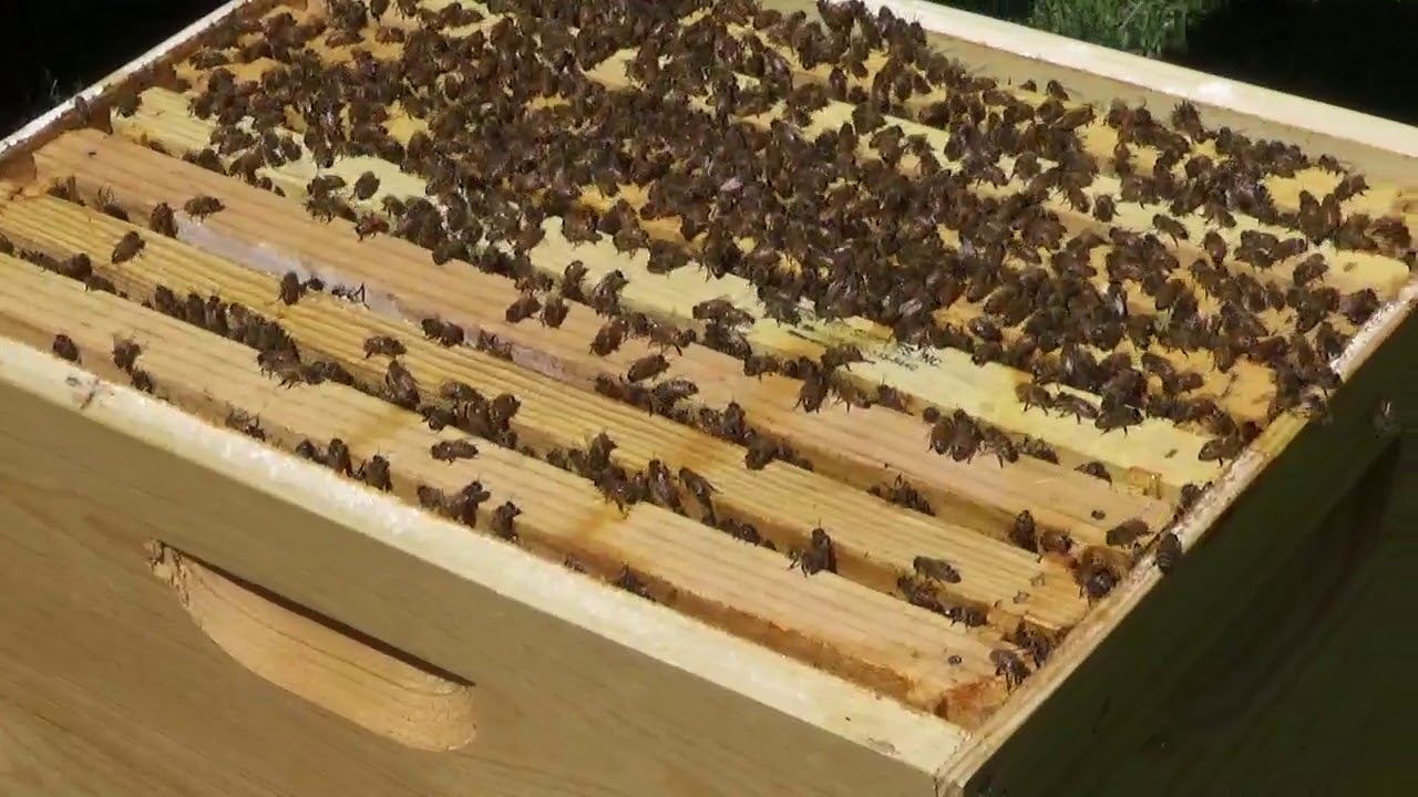 Sugar shake treatment for varroa mites continued - YouTube